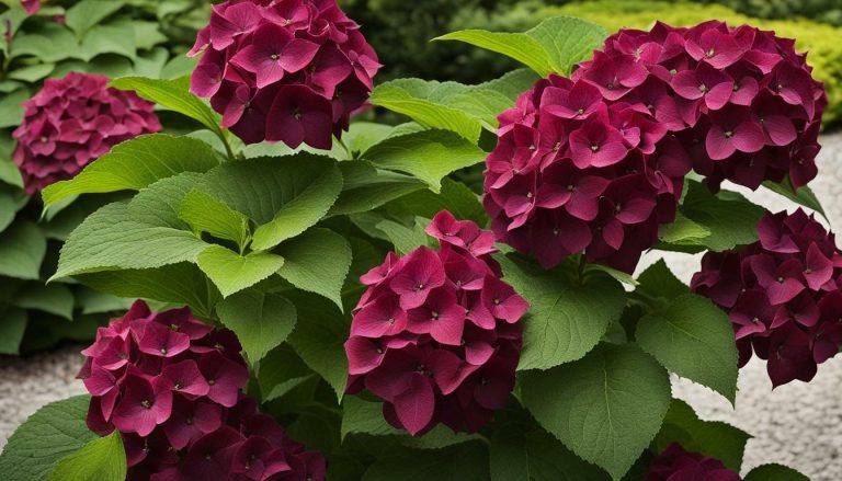 20 Interesting Burgundy Flowers for Garden and Arrangement